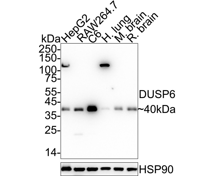 推动生命科学发展，优质单抗，多抗，蛋白，试剂盒| HUABIO华安生物