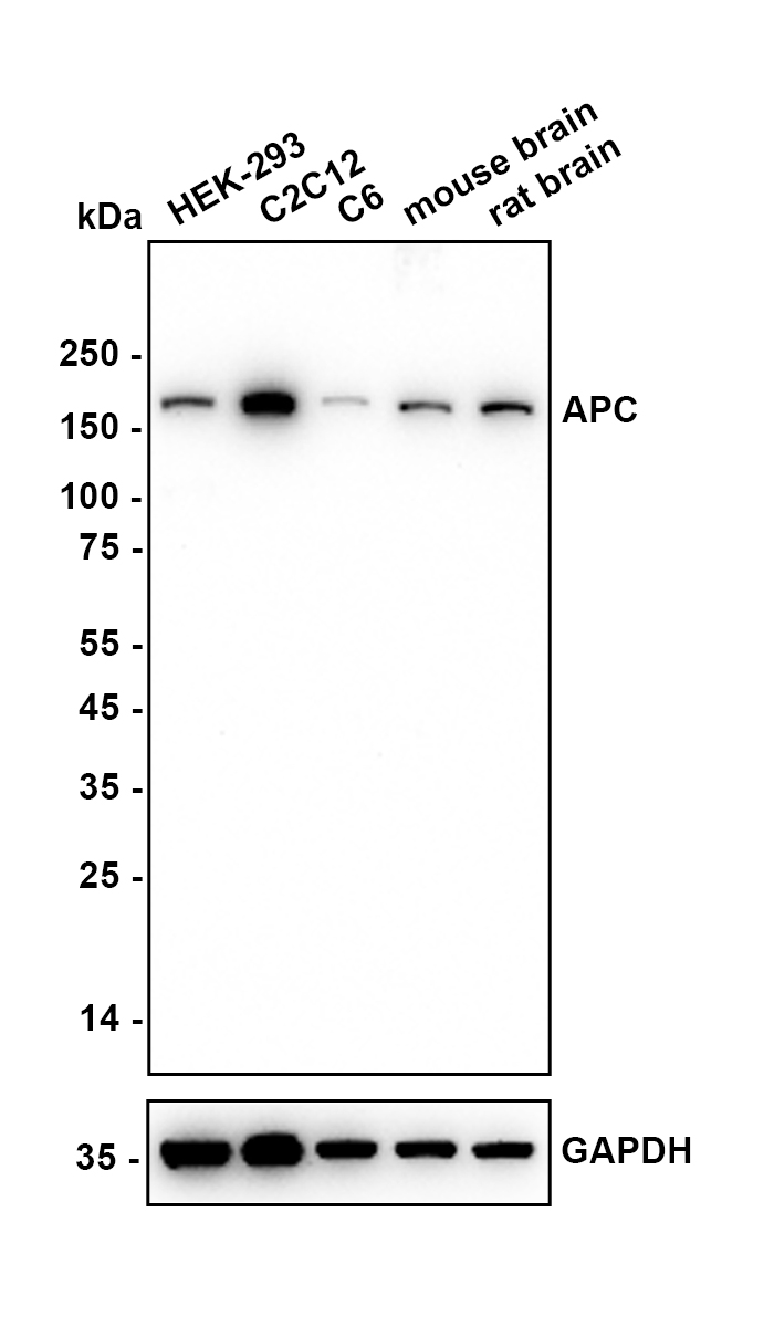 推动生命科学发展，优质单抗，多抗，蛋白，试剂盒| HUABIO华安生物