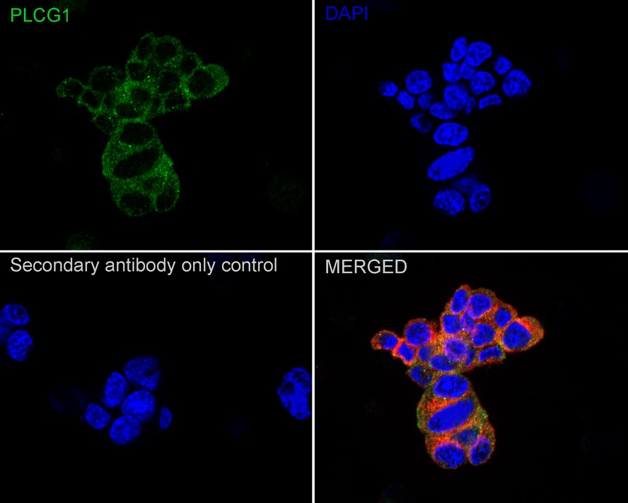 推动生命科学发展，优质单抗，多抗，蛋白，试剂盒| HUABIO华安生物