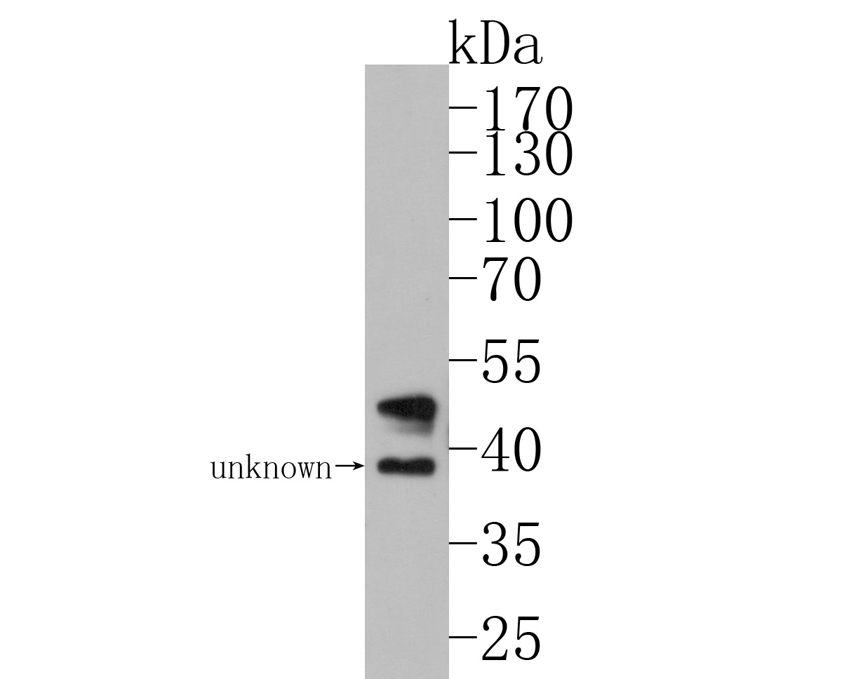 推动生命科学发展，优质单抗，多抗，蛋白，试剂盒| HUABIO华安生物
