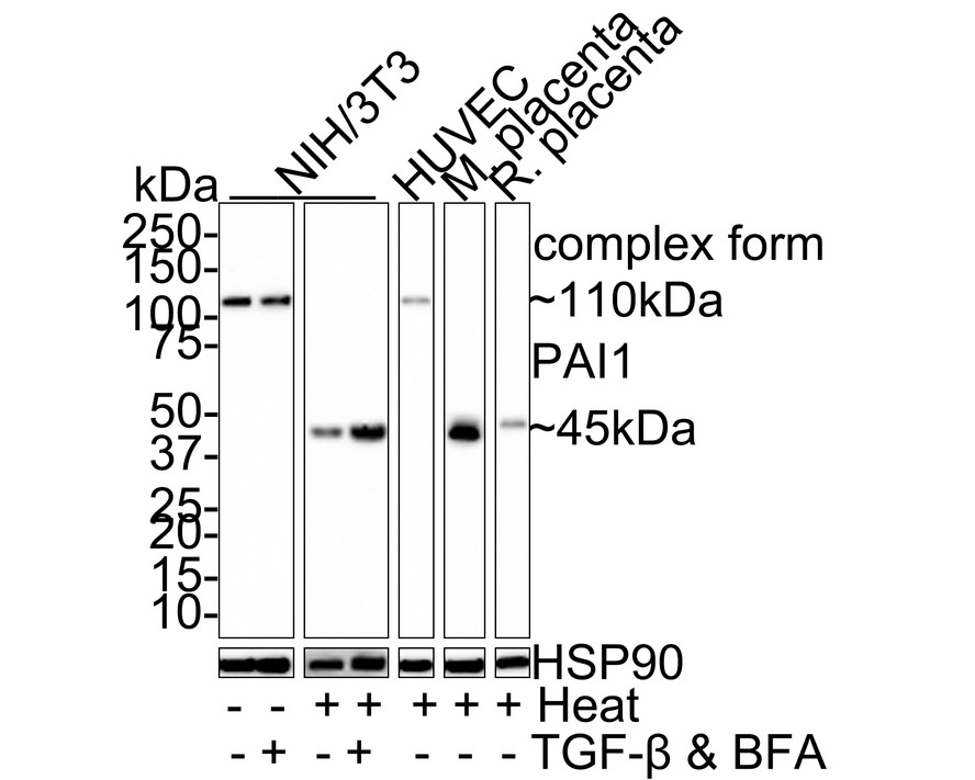 推动生命科学发展，优质单抗，多抗，蛋白，试剂盒| HUABIO华安生物