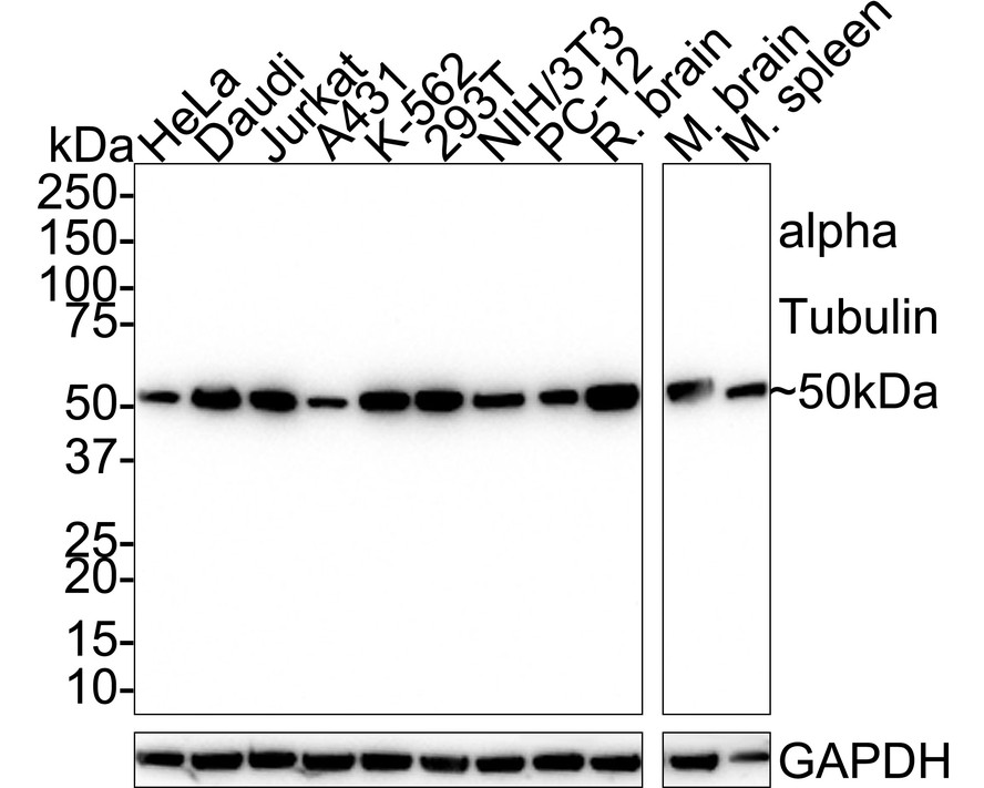 推动生命科学发展，优质单抗，多抗，蛋白，试剂盒| HUABIO华安生物