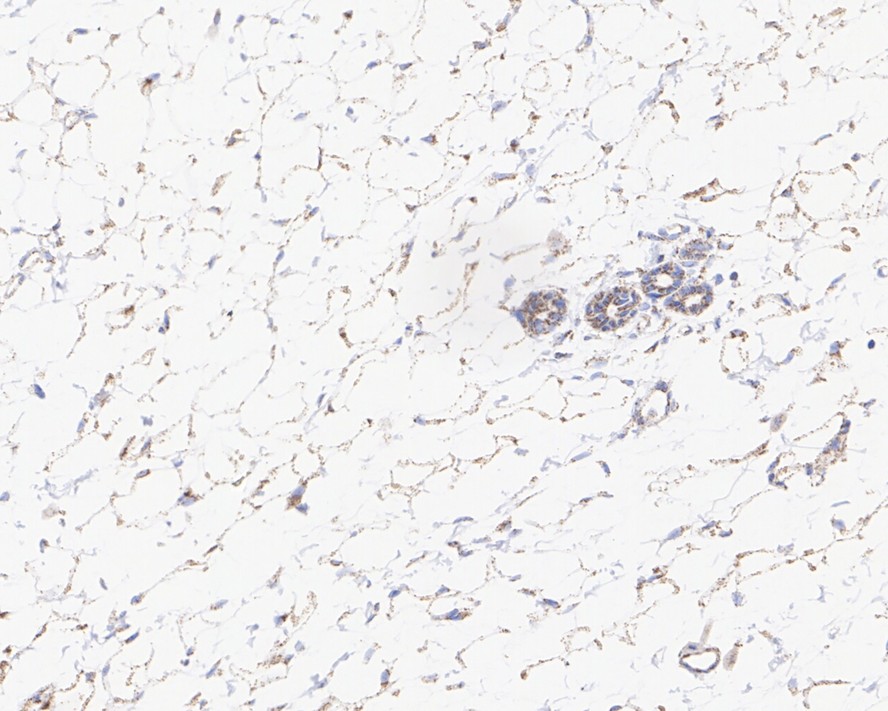 推动生命科学发展，优质单抗，多抗，蛋白，试剂盒| HUABIO华安生物