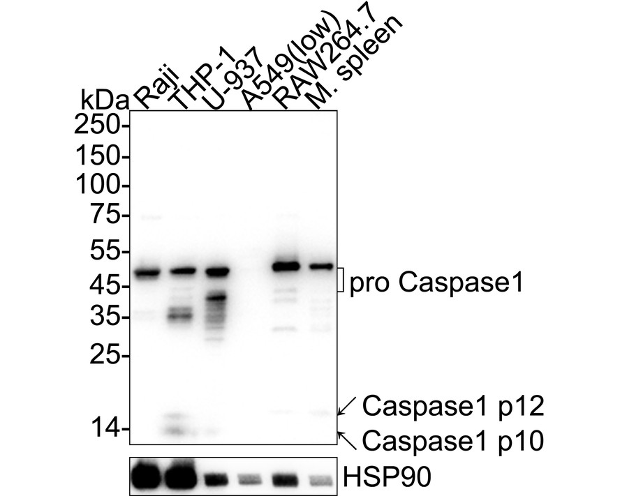 推动生命科学发展，优质单抗，多抗，蛋白，试剂盒| HUABIO华安生物