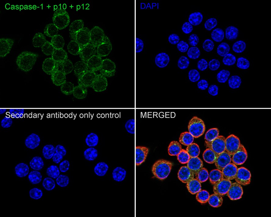 推动生命科学发展，优质单抗，多抗，蛋白，试剂盒| HUABIO华安生物