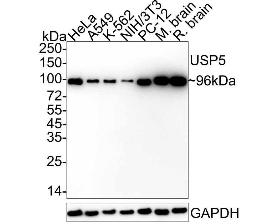 推动生命科学发展，优质单抗，多抗，蛋白，试剂盒| HUABIO华安生物