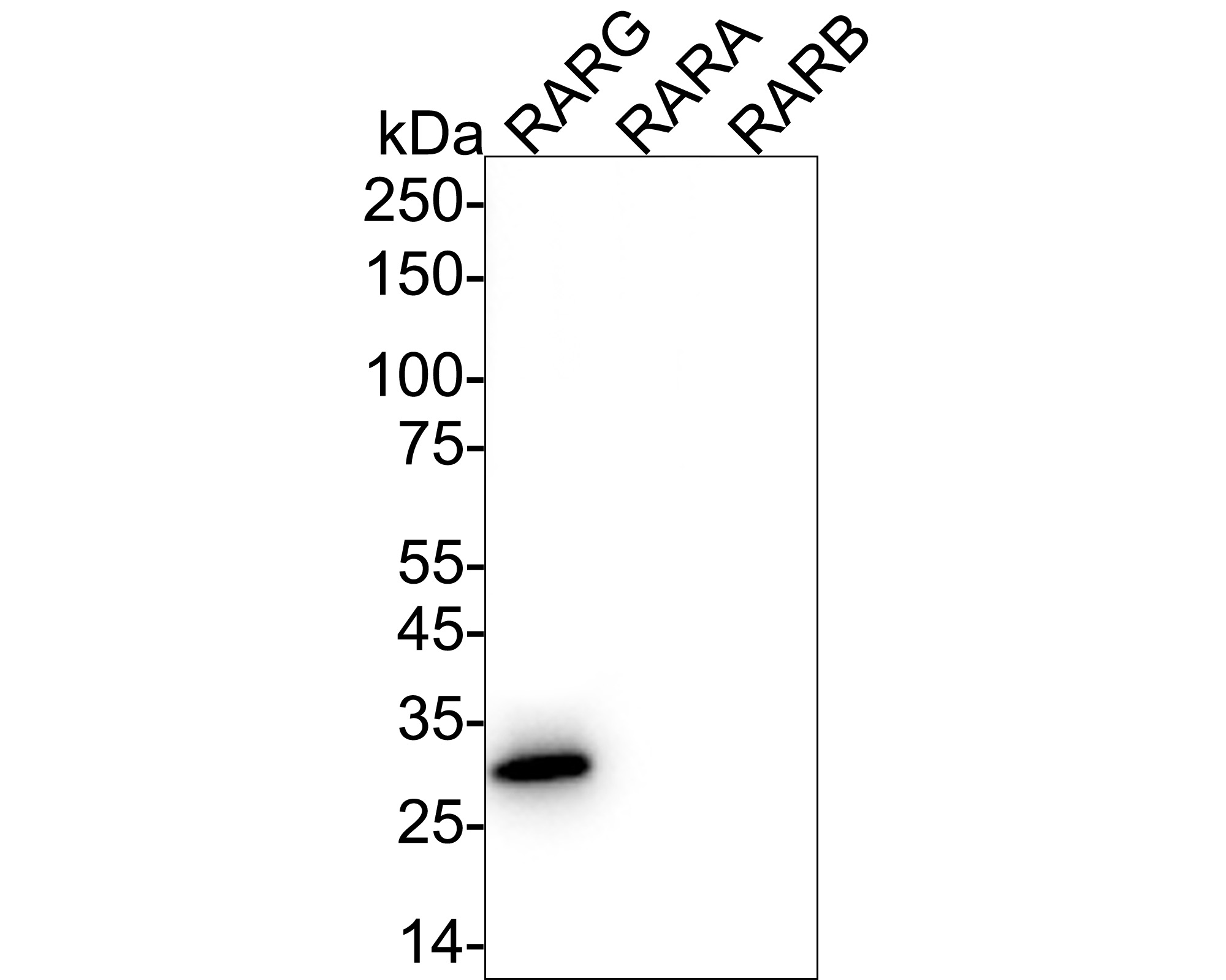 推动生命科学发展，优质单抗，多抗，蛋白，试剂盒| HUABIO华安生物
