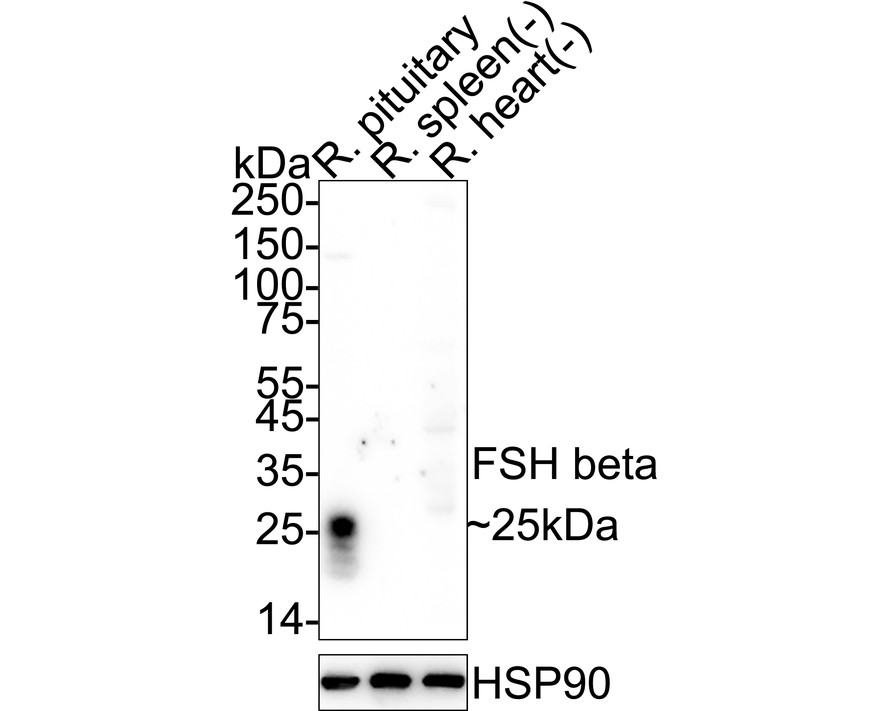 推动生命科学发展，优质单抗，多抗，蛋白，试剂盒| HUABIO华安生物