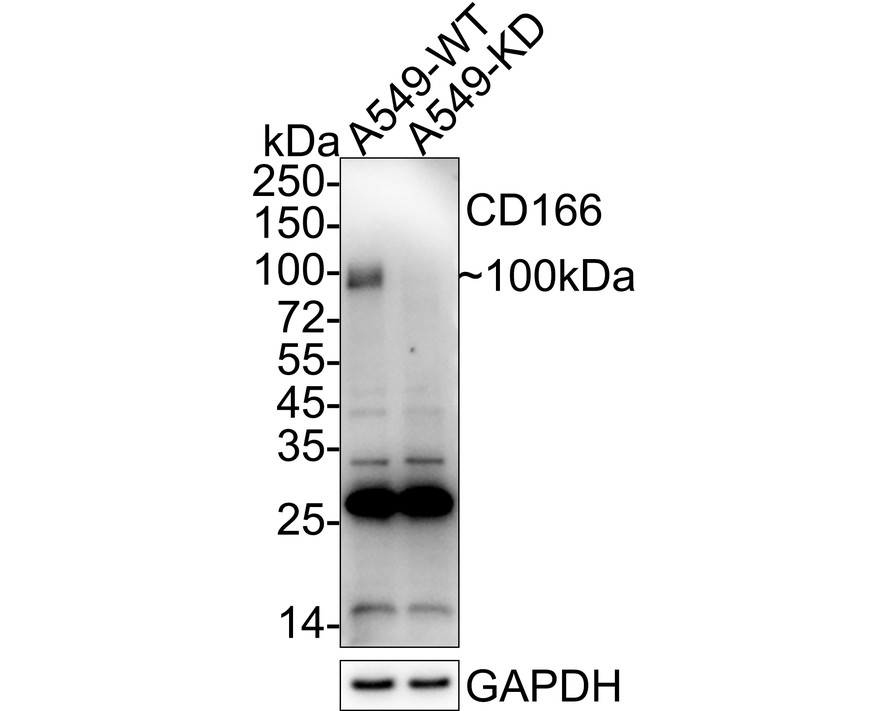 推动生命科学发展，优质单抗，多抗，蛋白，试剂盒| HUABIO华安生物